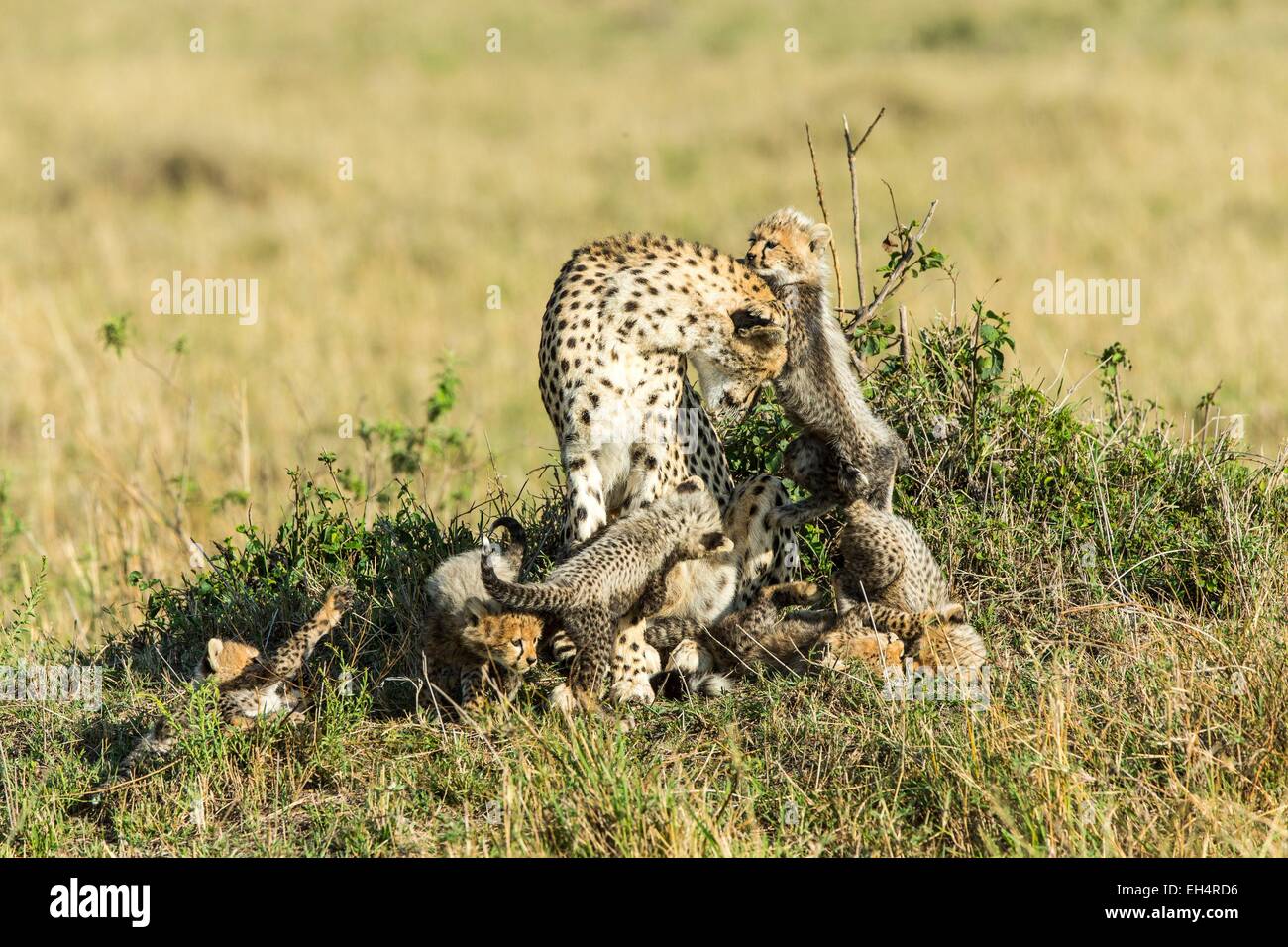 Kenya, Masai Mara game Reserve, cheetah (Acinonyx jubatus), female and ...