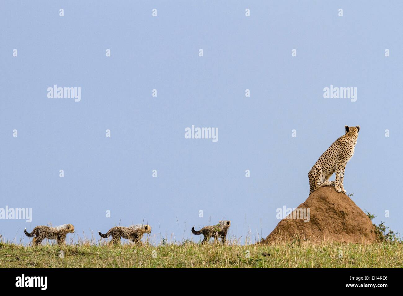 3 cheetah cubs hi-res stock photography and images - Alamy