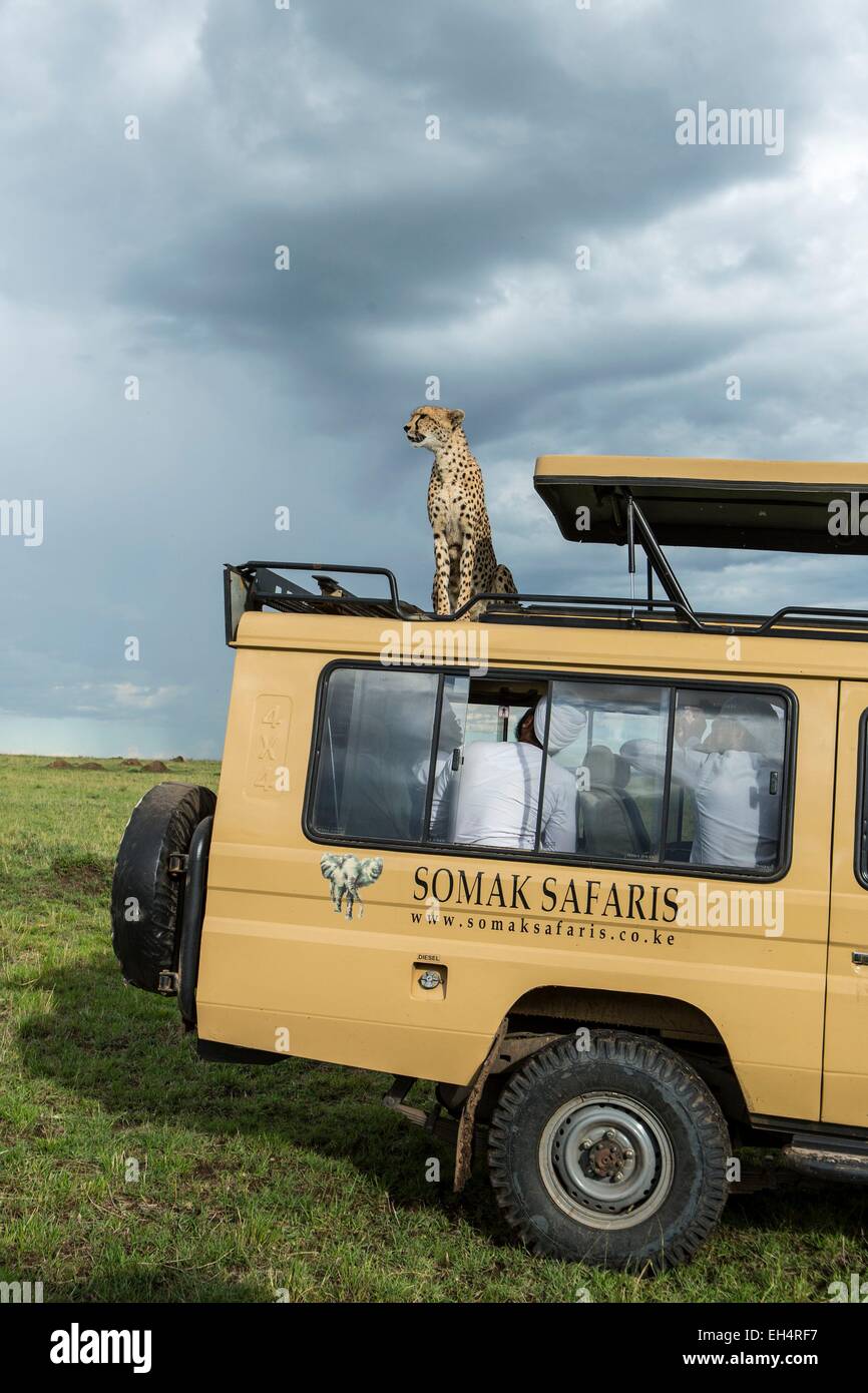 Kenya, Masai Mara game Reserve, cheetah (Acinonyx jubatus), female on a ...