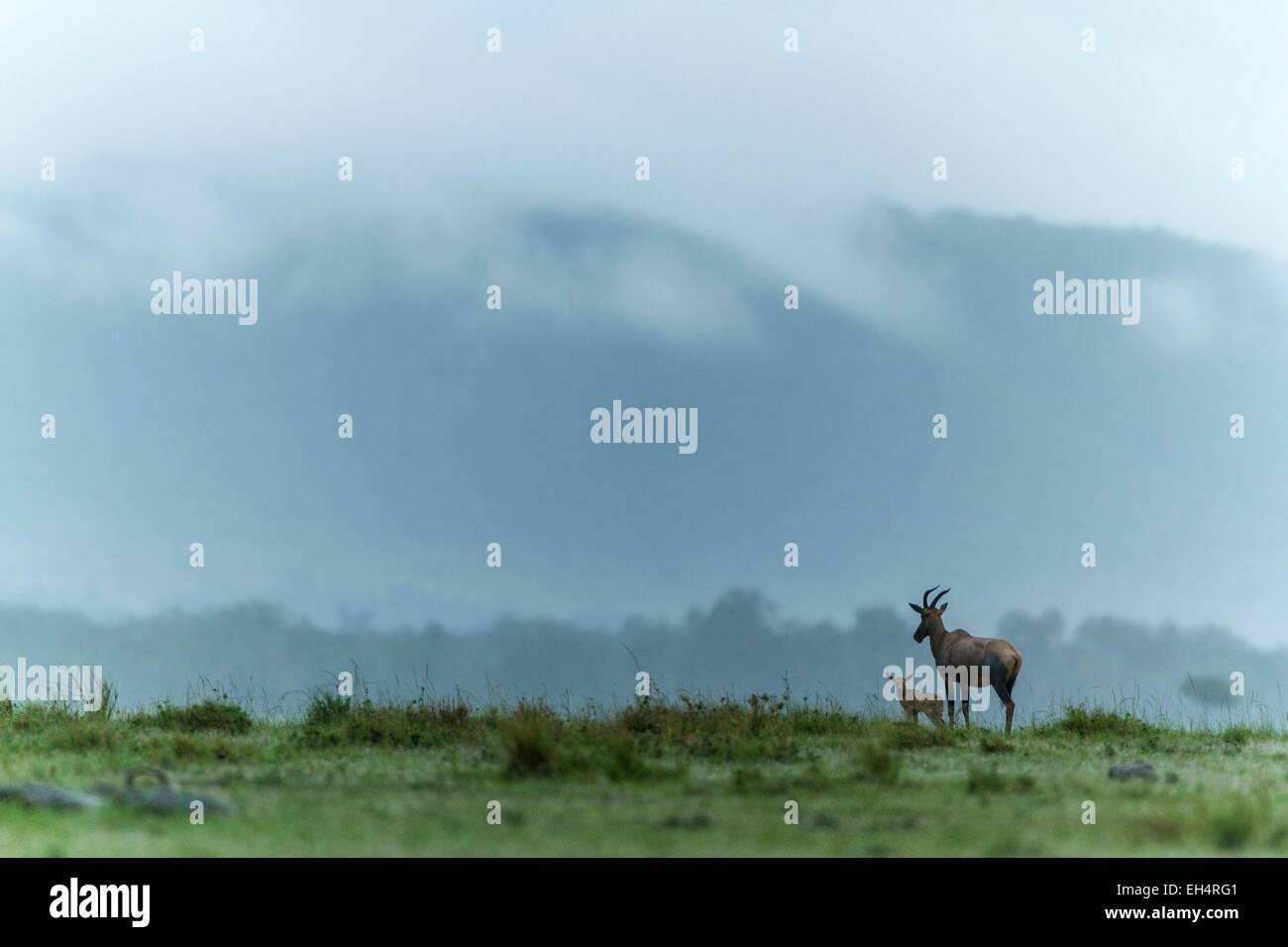 Female topi hi-res stock photography and images - Alamy