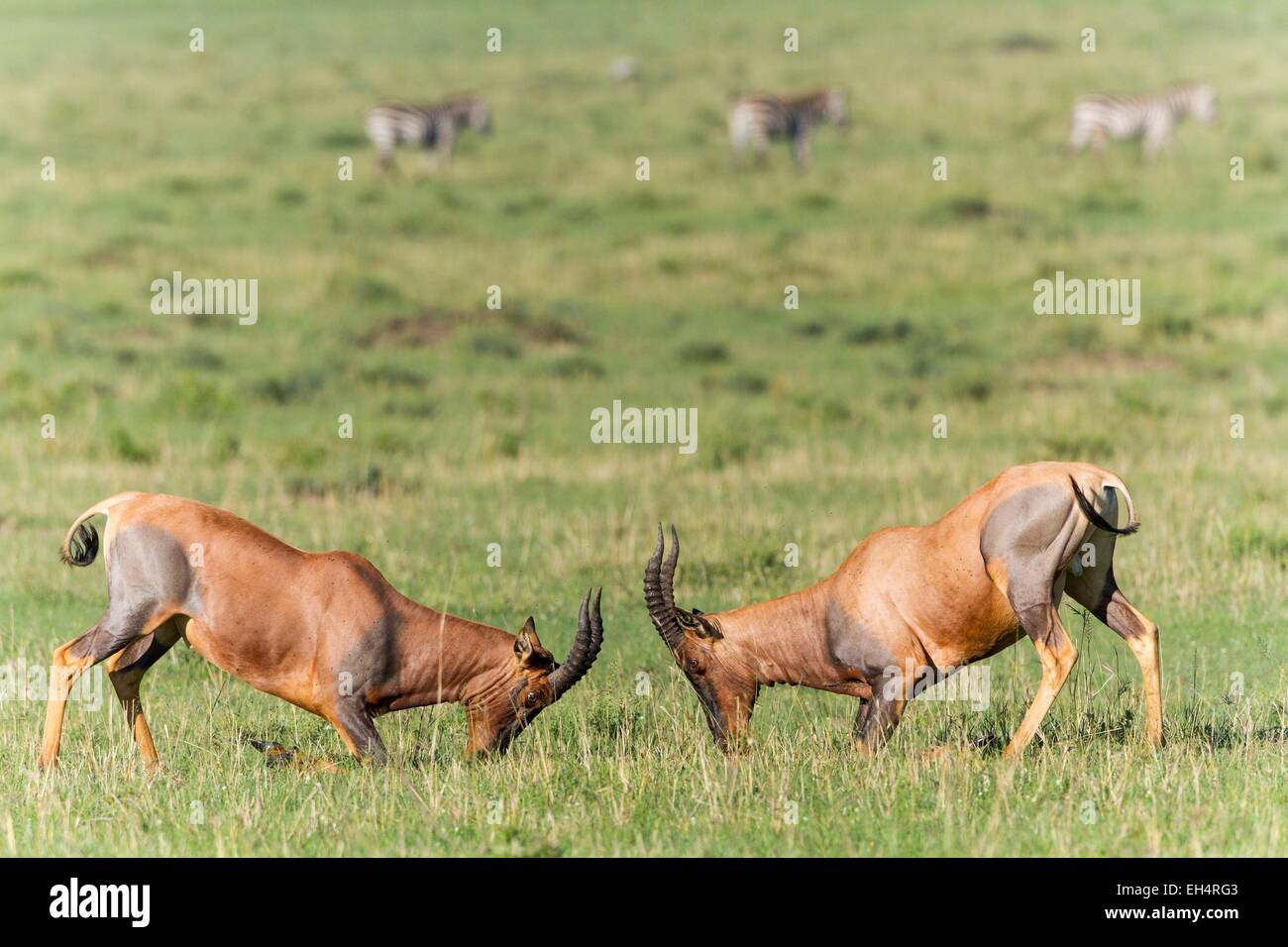 Topi males hi-res stock photography and images - Alamy