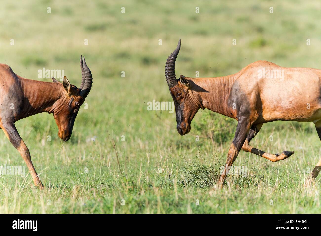 Topi males hi-res stock photography and images - Alamy