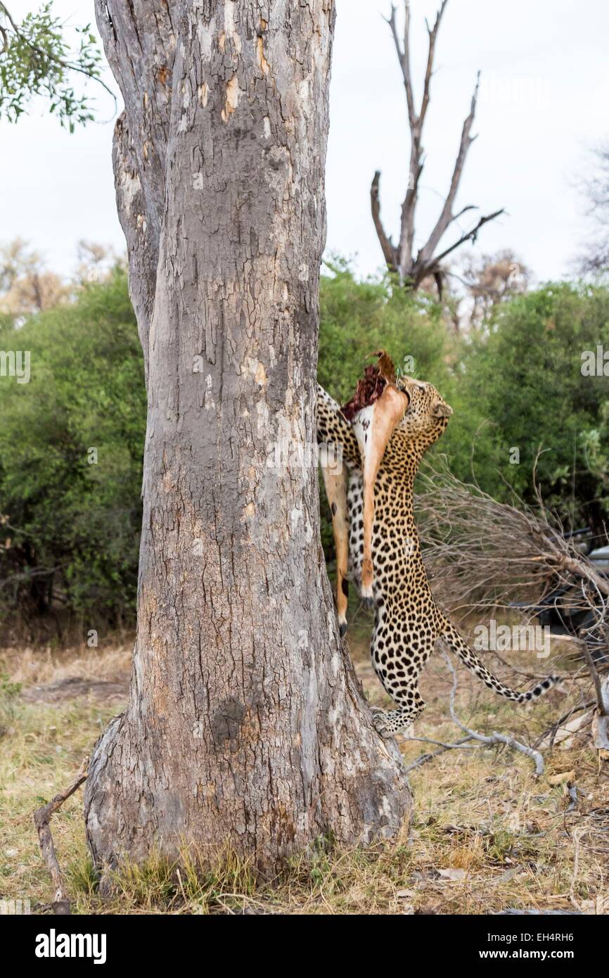 To Leopard Drag Prey Tree