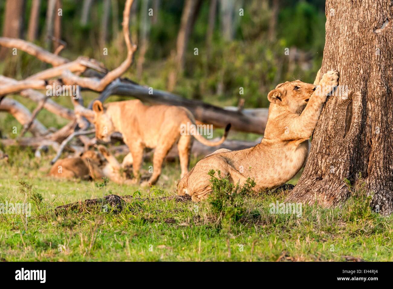 Kenya, Masai Mara game Reserve, lion (Panthera leo), immature ...