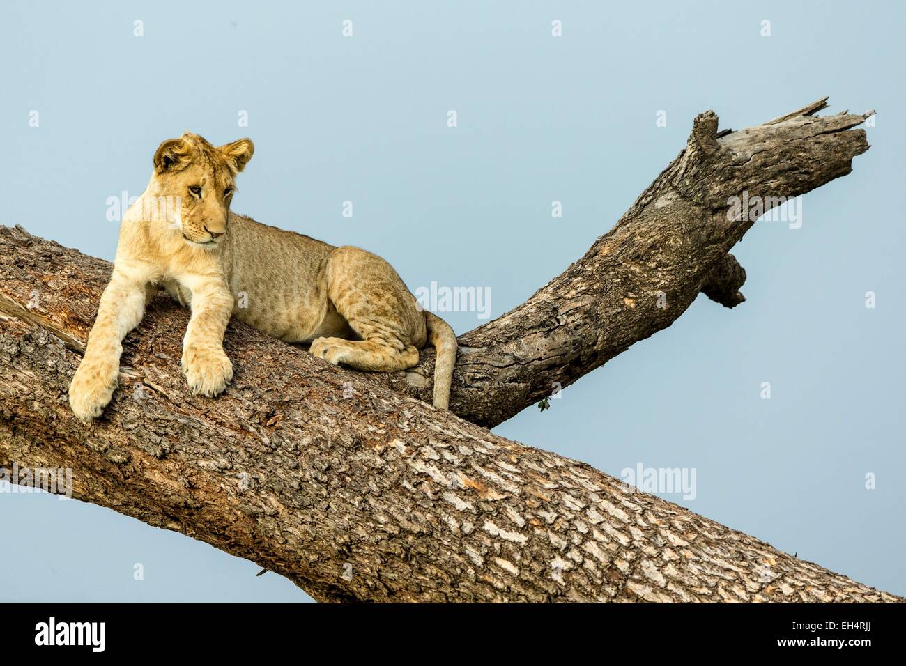 Kenya, Masai Mara game Reserve, lion (Panthera leo), one cub Stock ...