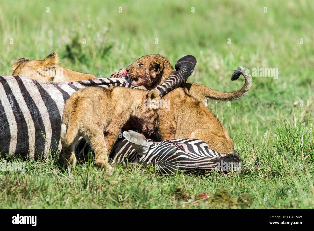 Tiger Eating Zebra