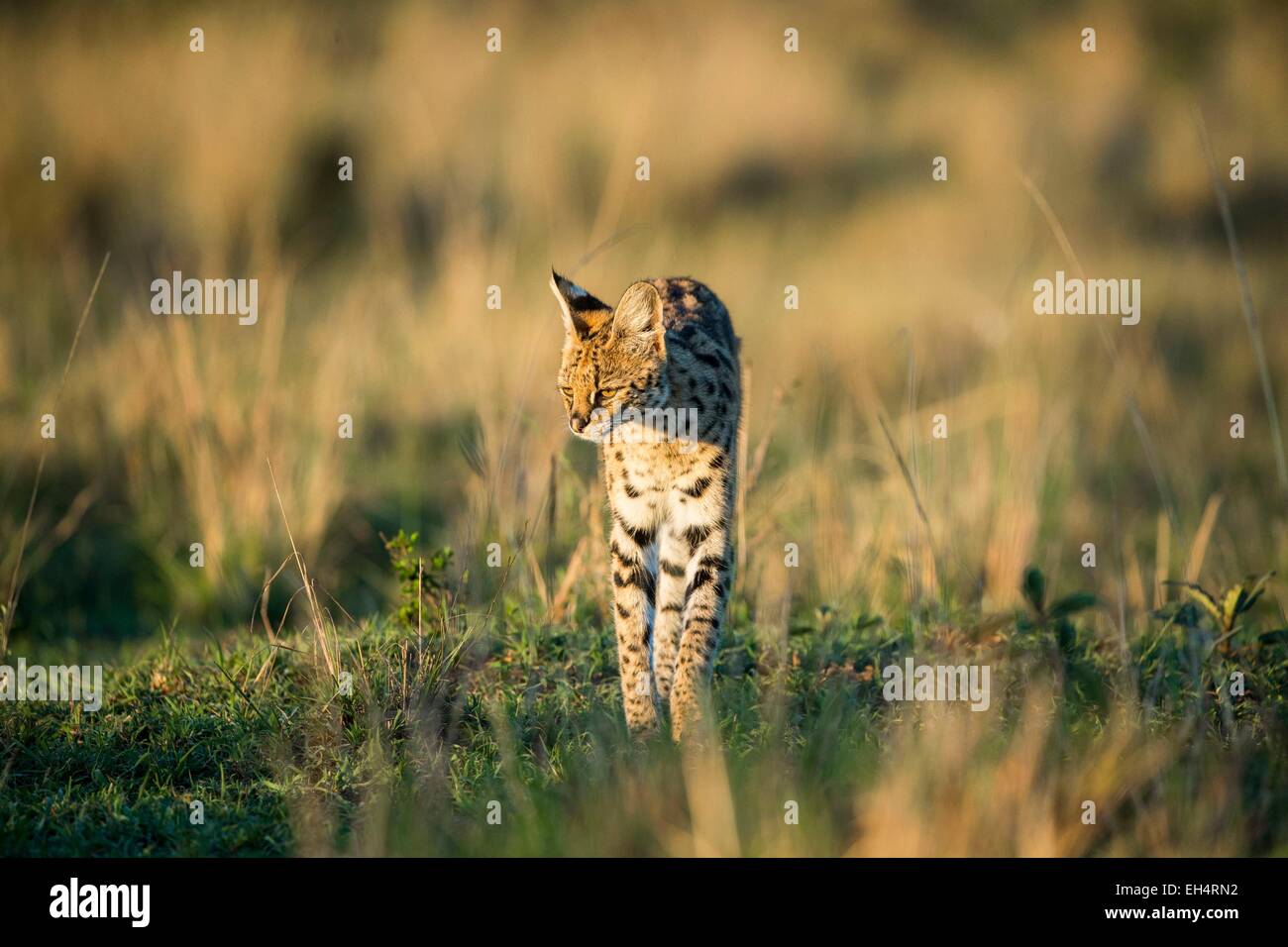 Kenya, Masai Mara game Reserve, serval (Felis serval), hunting Stock ...