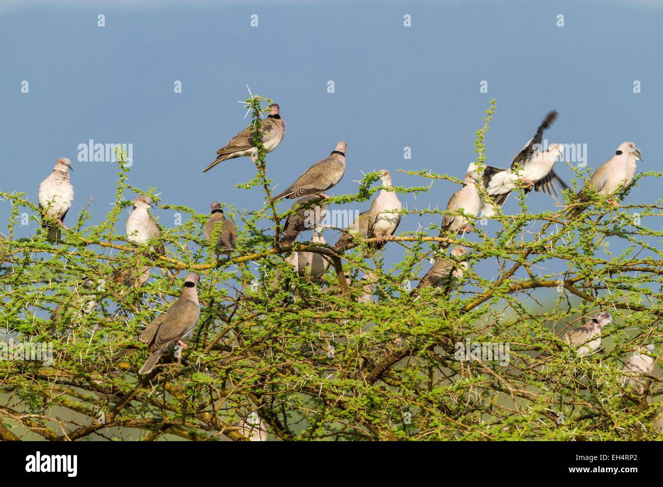 Kenya, lake Magadi, Mourning Collared Dove (Streptopelia decipiens) and ...