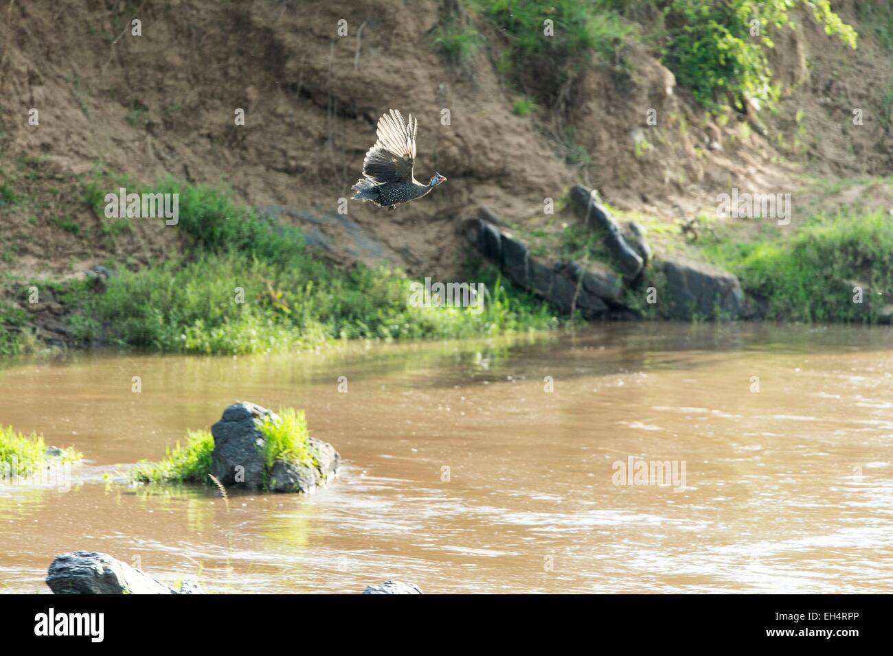 Kenya, Masai Mara reserve, helmeted guineafowl (Numida meleagris), in ...
