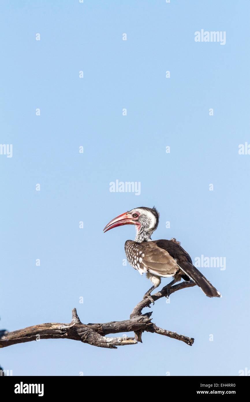 Area red hi-res stock photography and images - Alamy