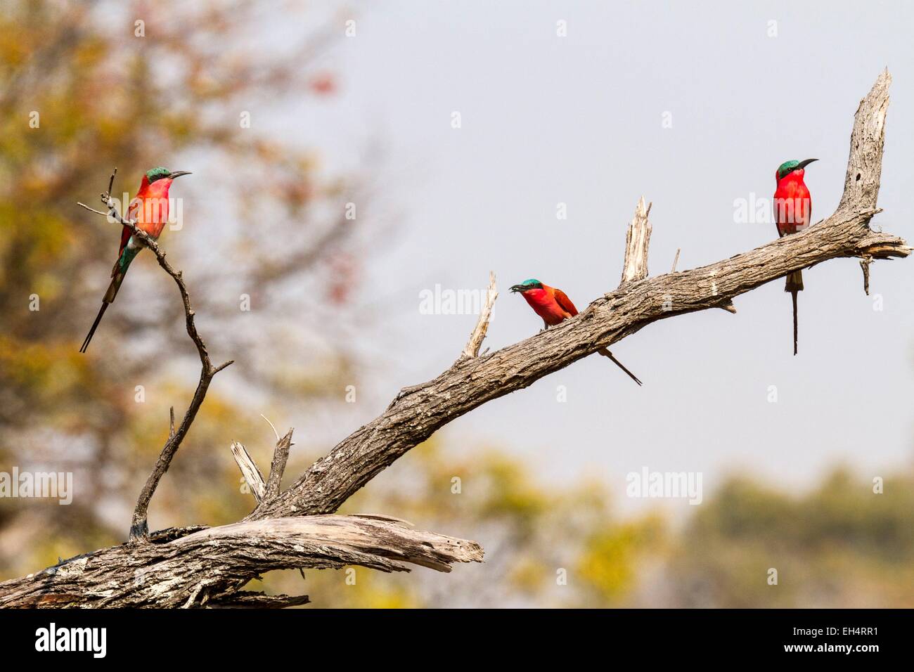Carmine bee eater botswana hi-res stock photography and images - Alamy