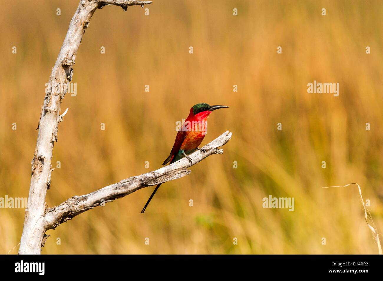 Carmine bee eater botswana hi-res stock photography and images - Alamy