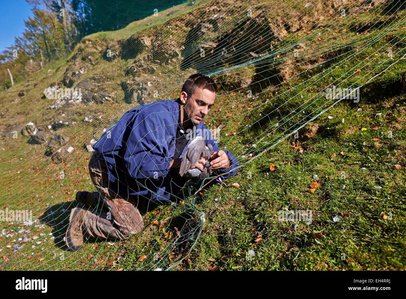 Bird nets hunting hi-res stock photography and images - Alamy