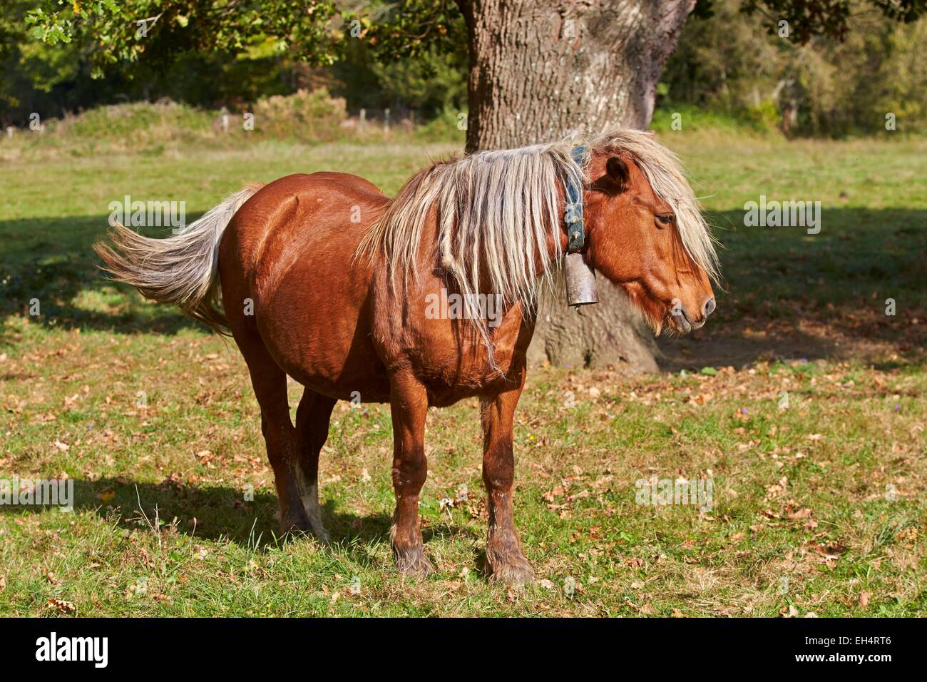 Mammal horse pottok hi-res stock photography and images - Alamy