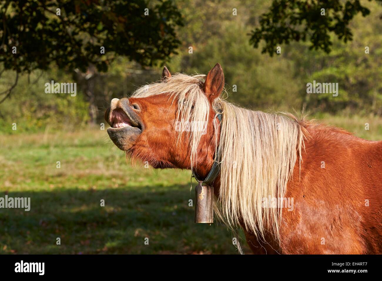 Flehmen horse hi-res stock photography and images - Alamy