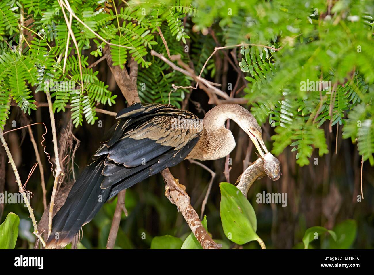 Anhinga snakebird fish pantanal hi-res stock photography and images - Alamy