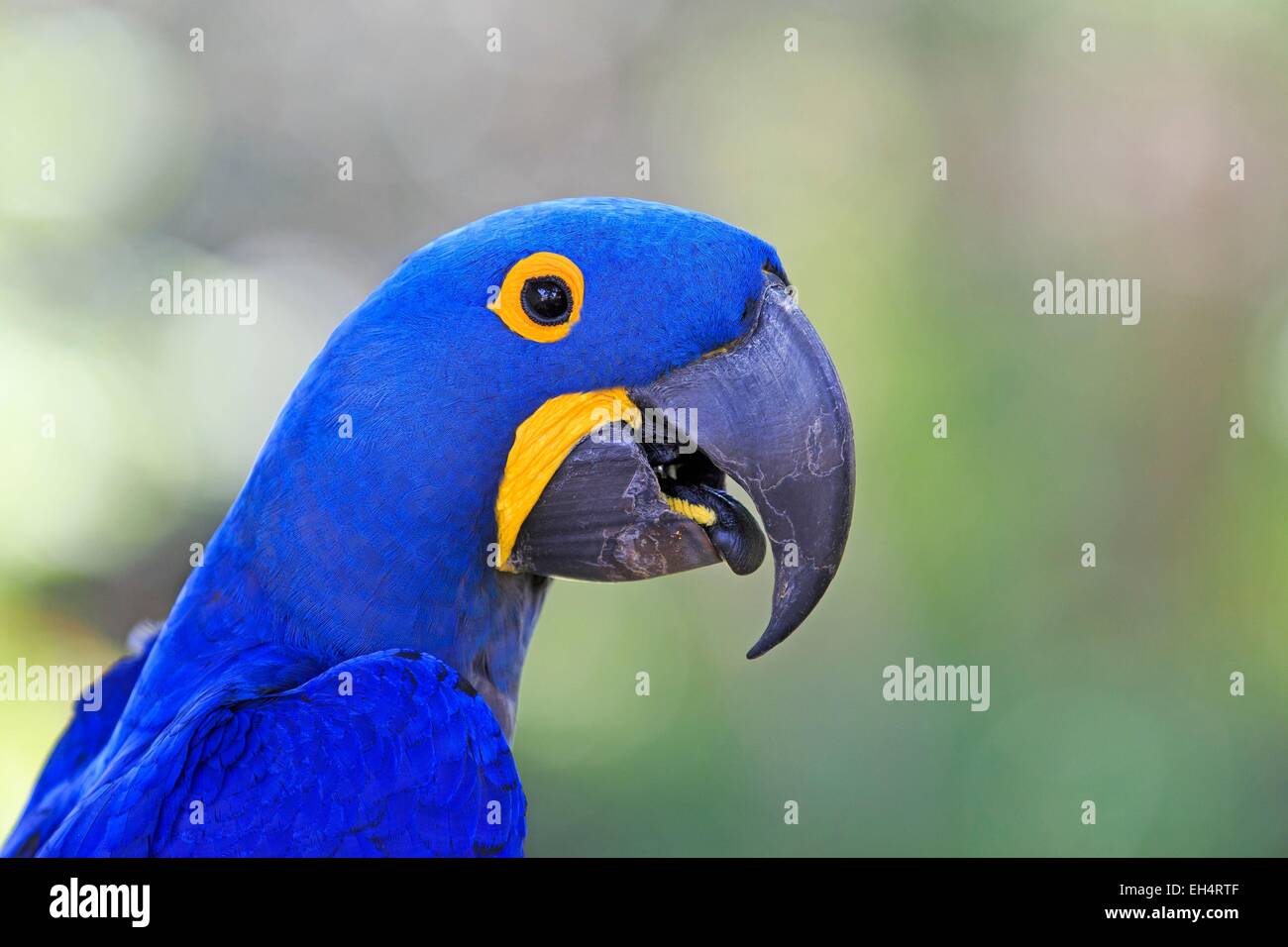 Brazil, Mato Grosso, Pantanal region, Hyacinth Macaw (Anodorhynchus ...