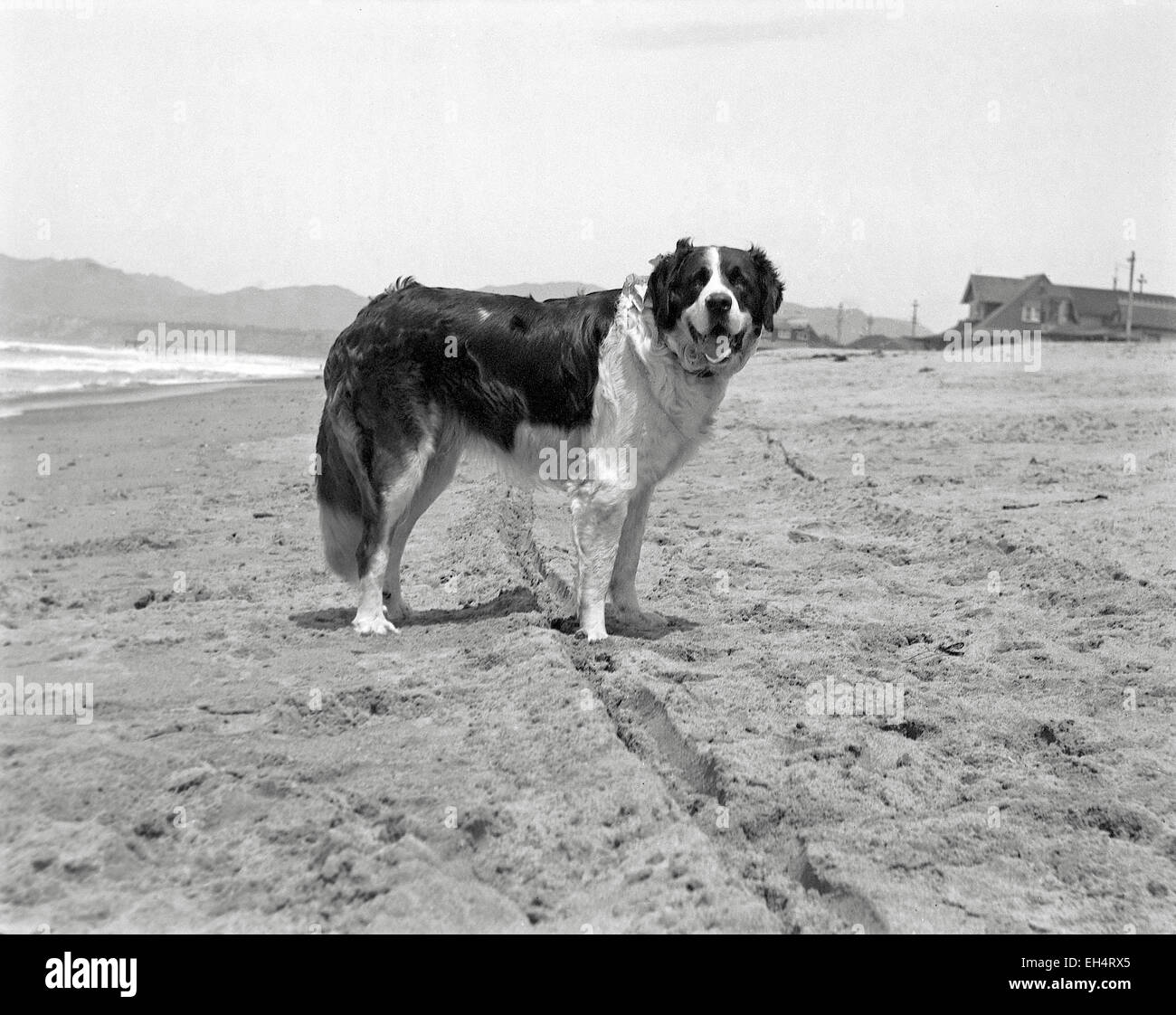1920's large format photograph of a St Bernard Dog on a Los Angeles ...