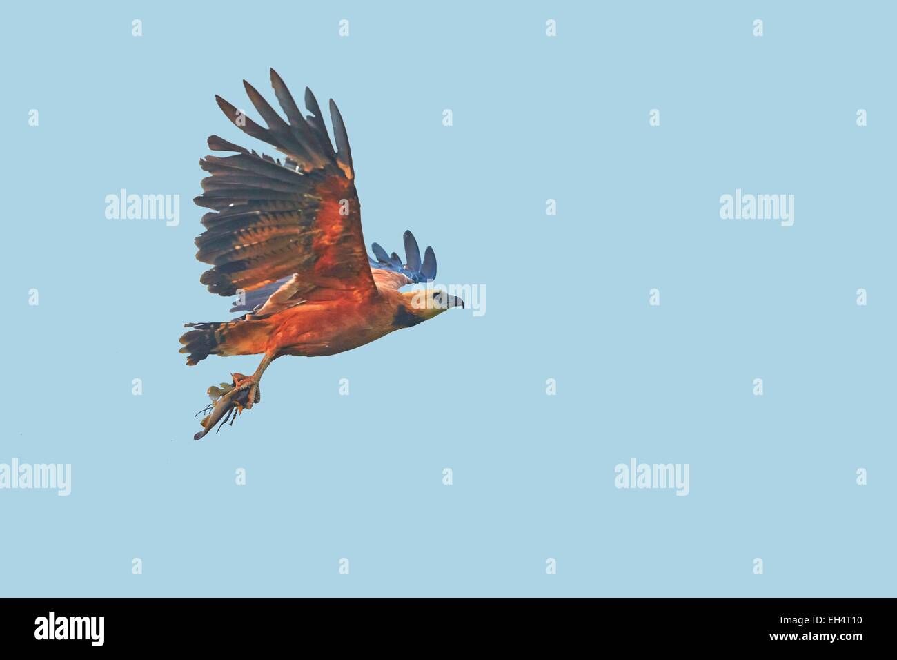 Brazil, Mato Grosso, Pantanal region, Black-collared Hawk (Busarellus ...