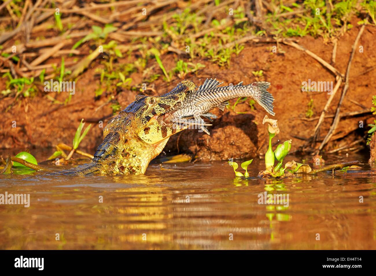 Brazil, Mato Grosso, Pantanal region, Yacare caiman (Caiman yacare ...