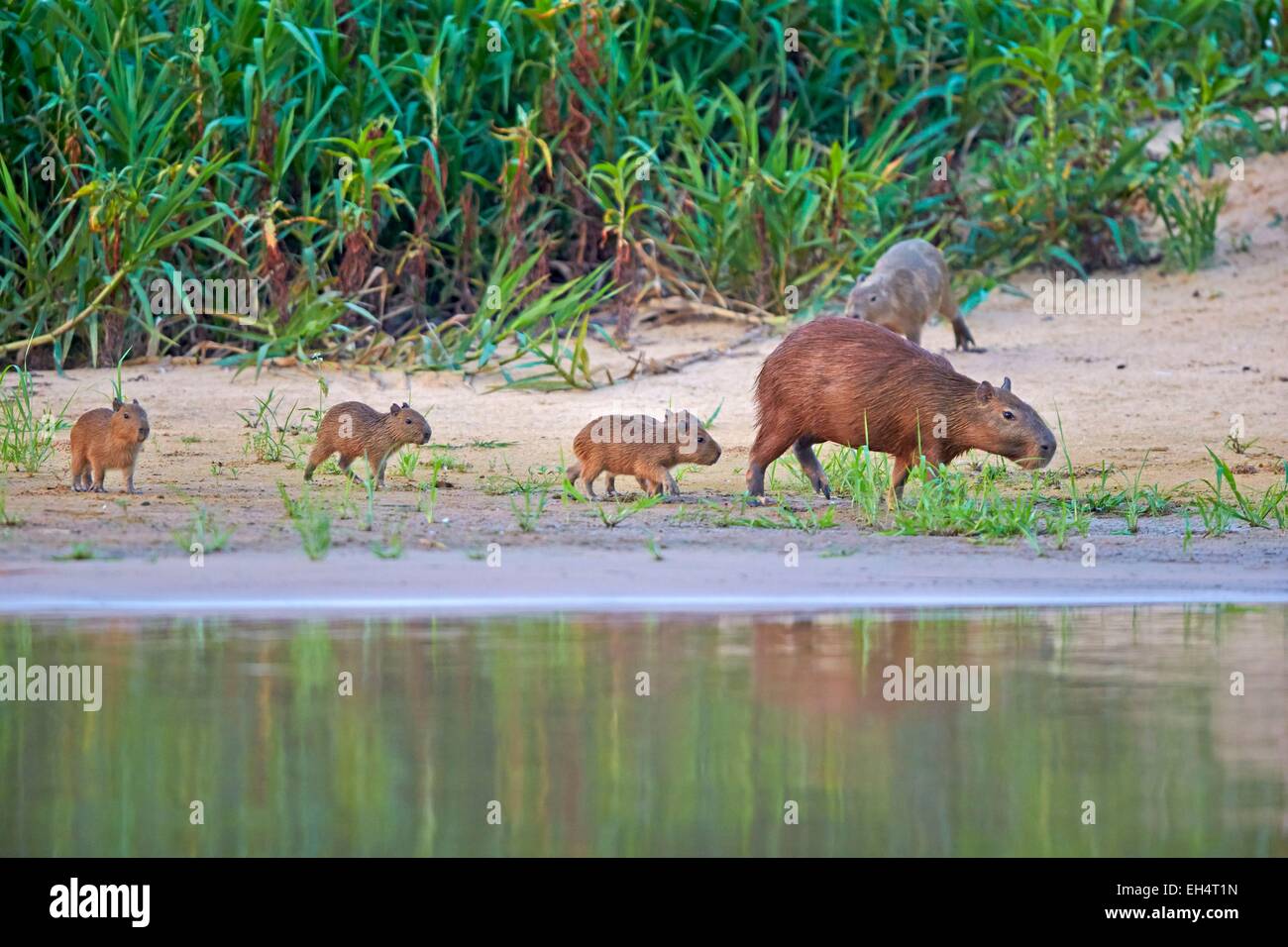 Pantanal capybara brazil hi-res stock photography and images - Alamy