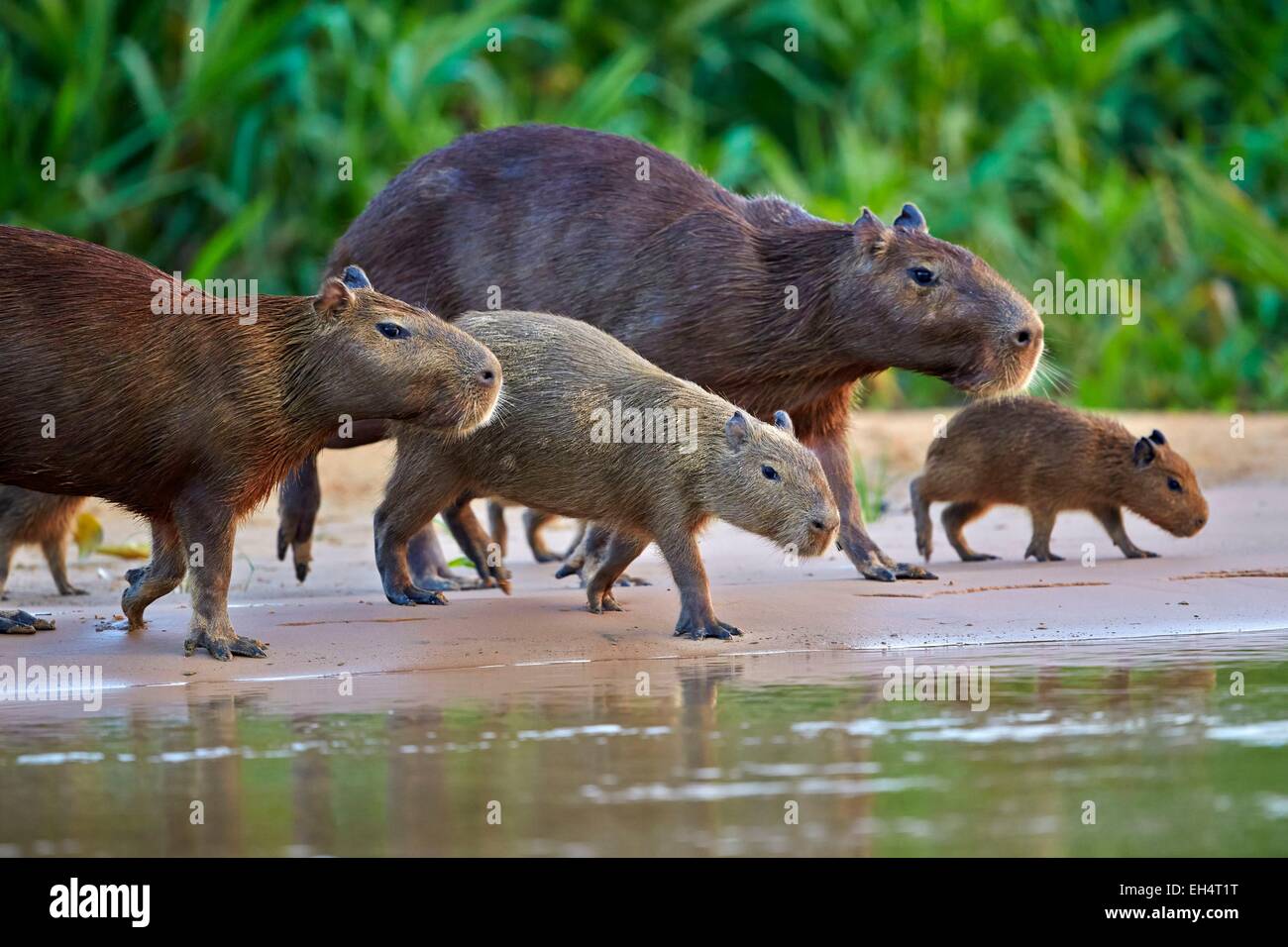Capybara family hi-res stock photography and images - Alamy