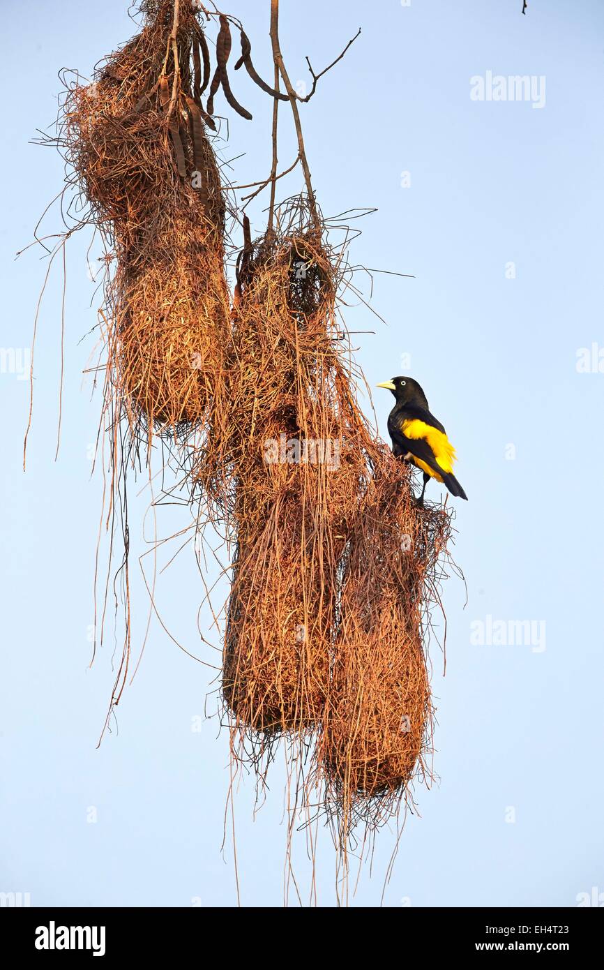 Brazil, Mato Grosso, Pantanal region, Yellow-rumped Cacique (Cacicus ...