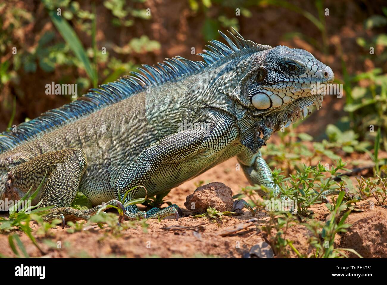 Brazil, Mato Grosso, Pantanal region, Green Iguana or Common Iguana ...
