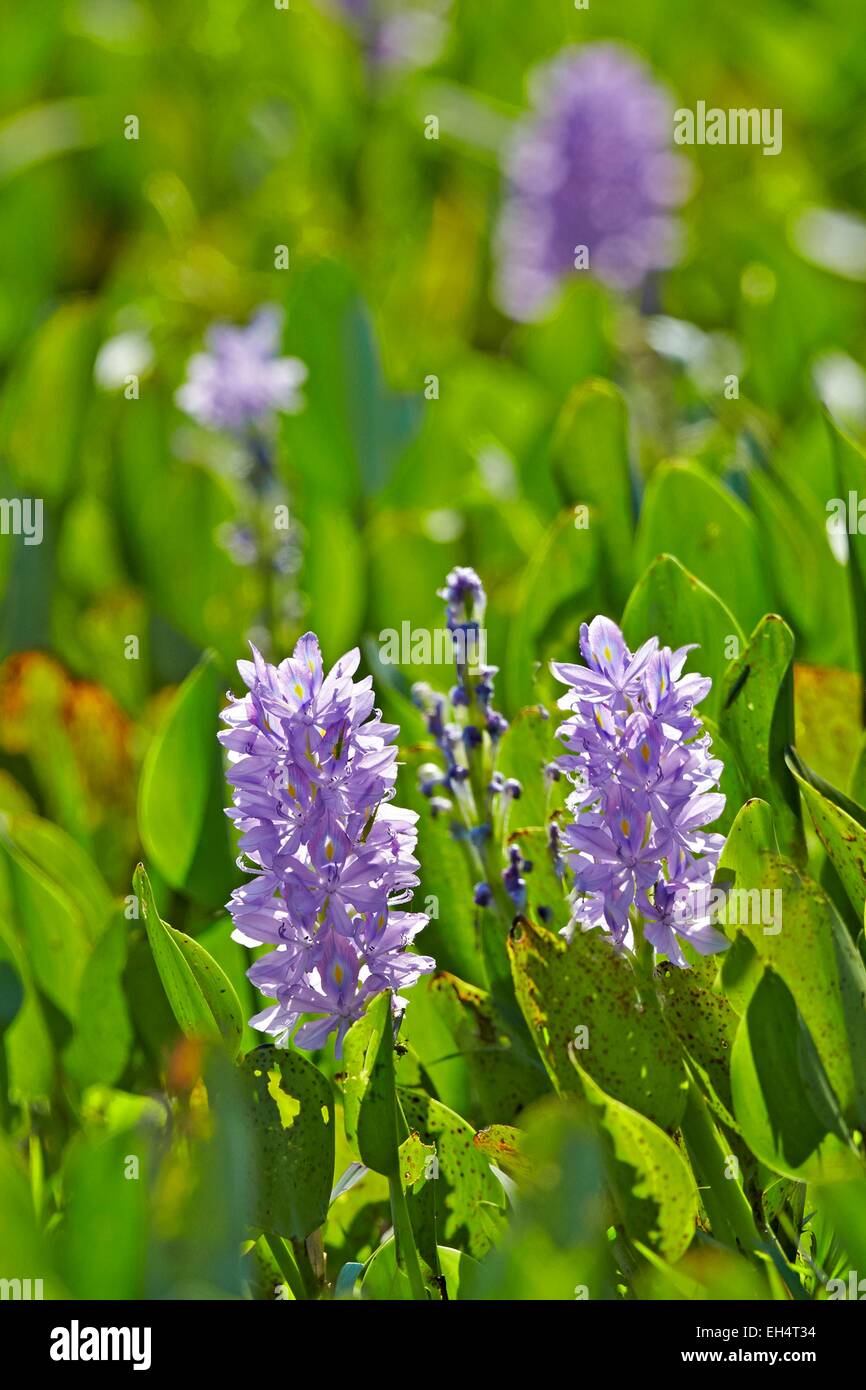 Common water hyacinth hi-res stock photography and images - Alamy