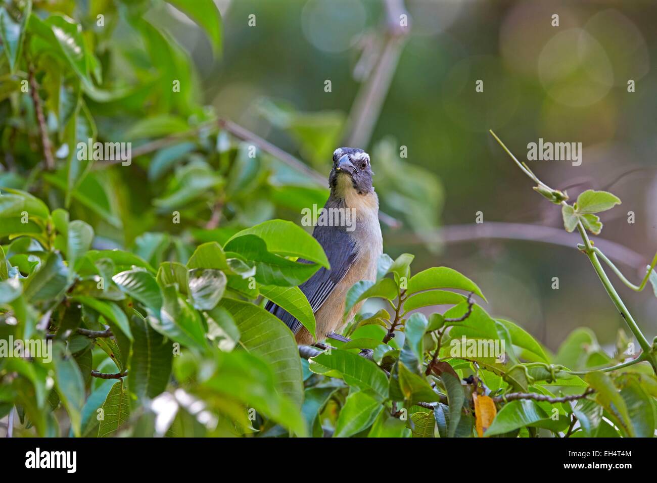 Greyish Saltator High Resolution Stock Photography and Images - Alamy
