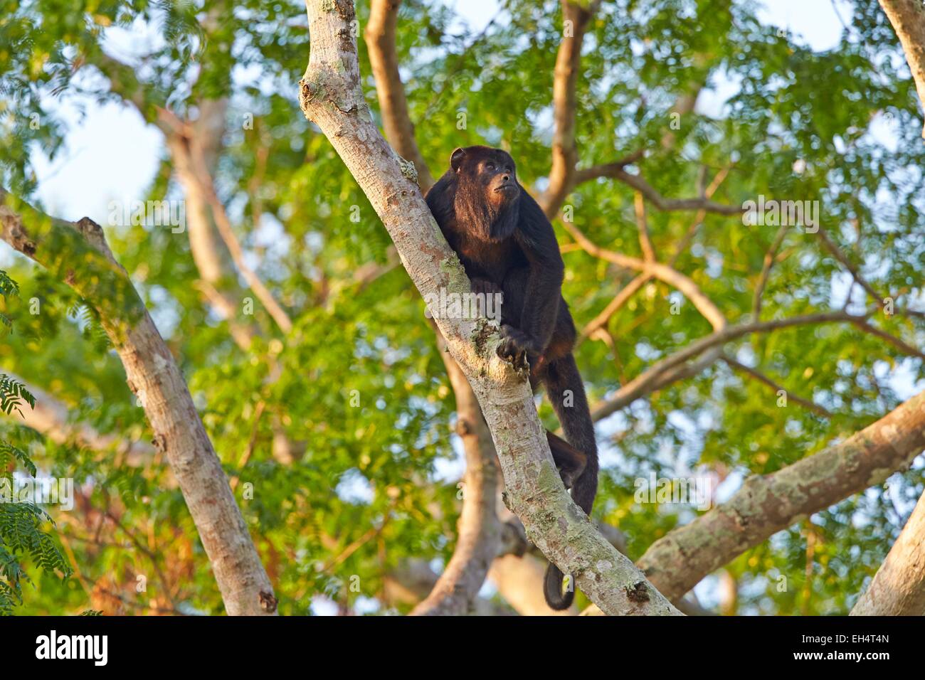 Brazil, Mato Grosso, Pantanal region, Black and Gold Howler Monkey ...
