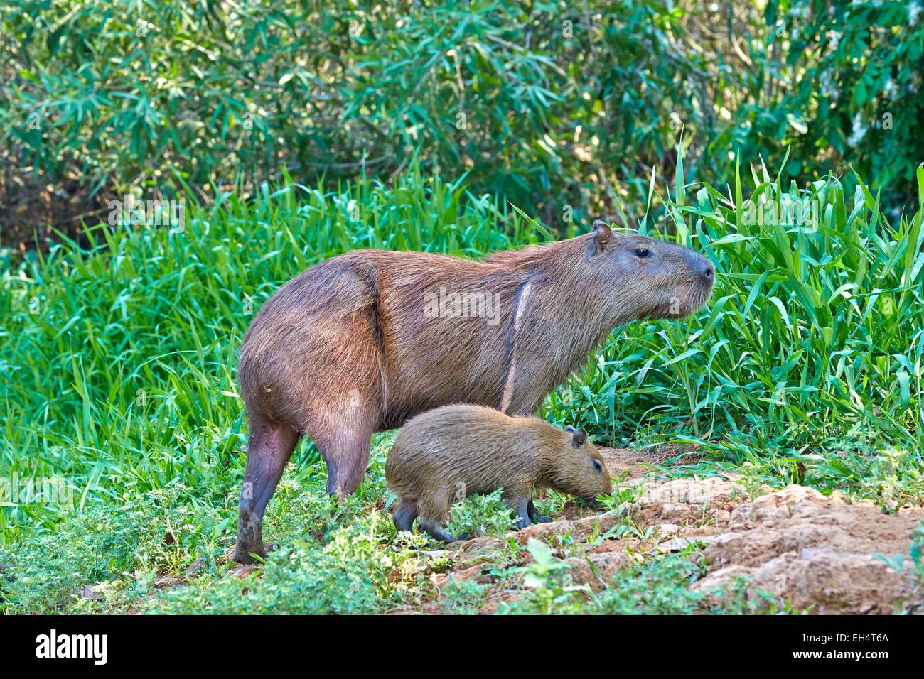 Brazil, Mato Grosso, Pantanal region, the capybara (Hydrochaeris ...