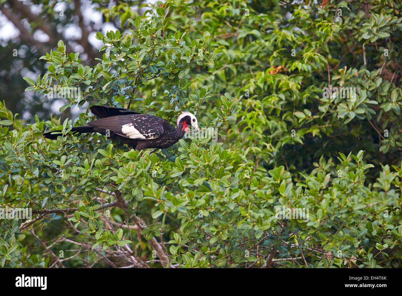 Pipile cujubi hi-res stock photography and images - Alamy