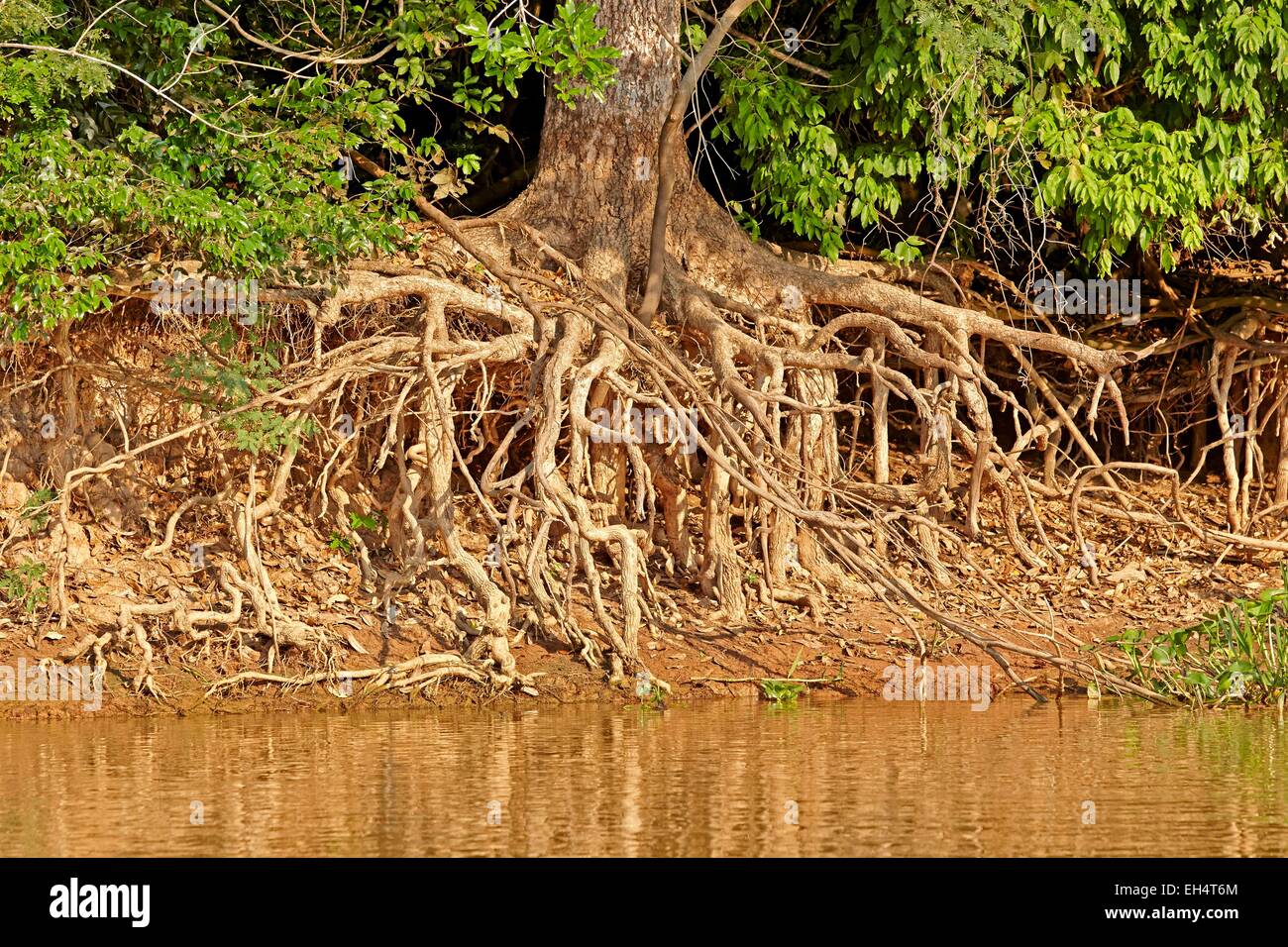 Erosion roots hi-res stock photography and images - Alamy