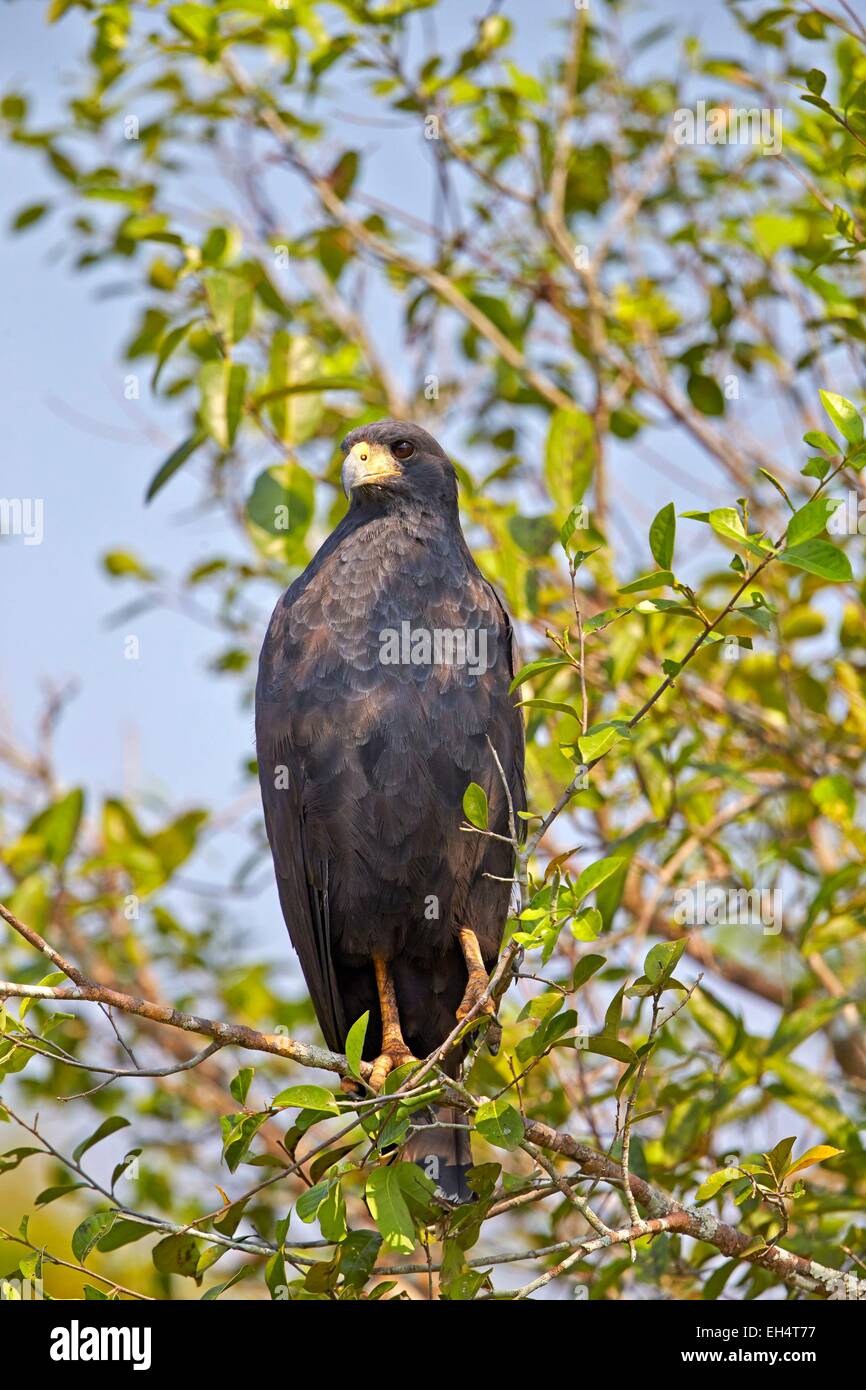 Great black hawk hi-res stock photography and images - Alamy