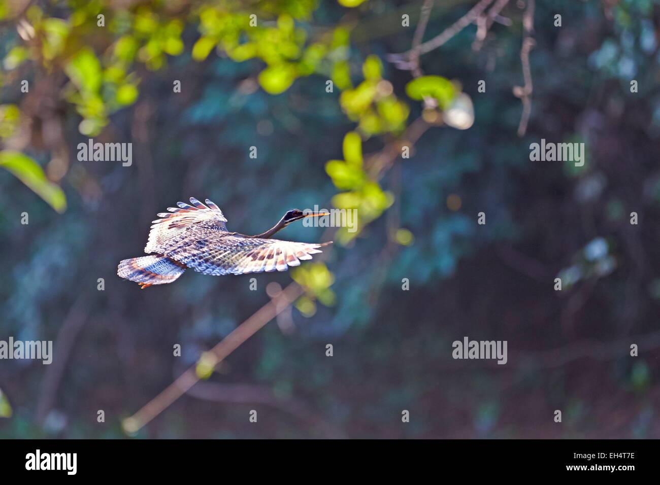 Brazil, Mato Grosso, Pantanal region, Sunbittern (Eurypyga helias), in ...