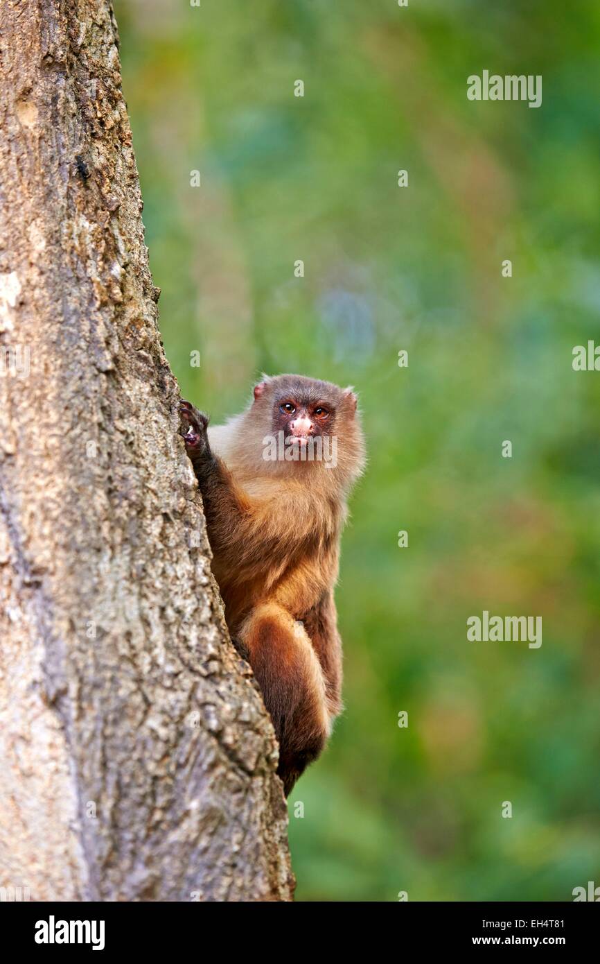 Mico melanurus hi-res stock photography and images - Alamy