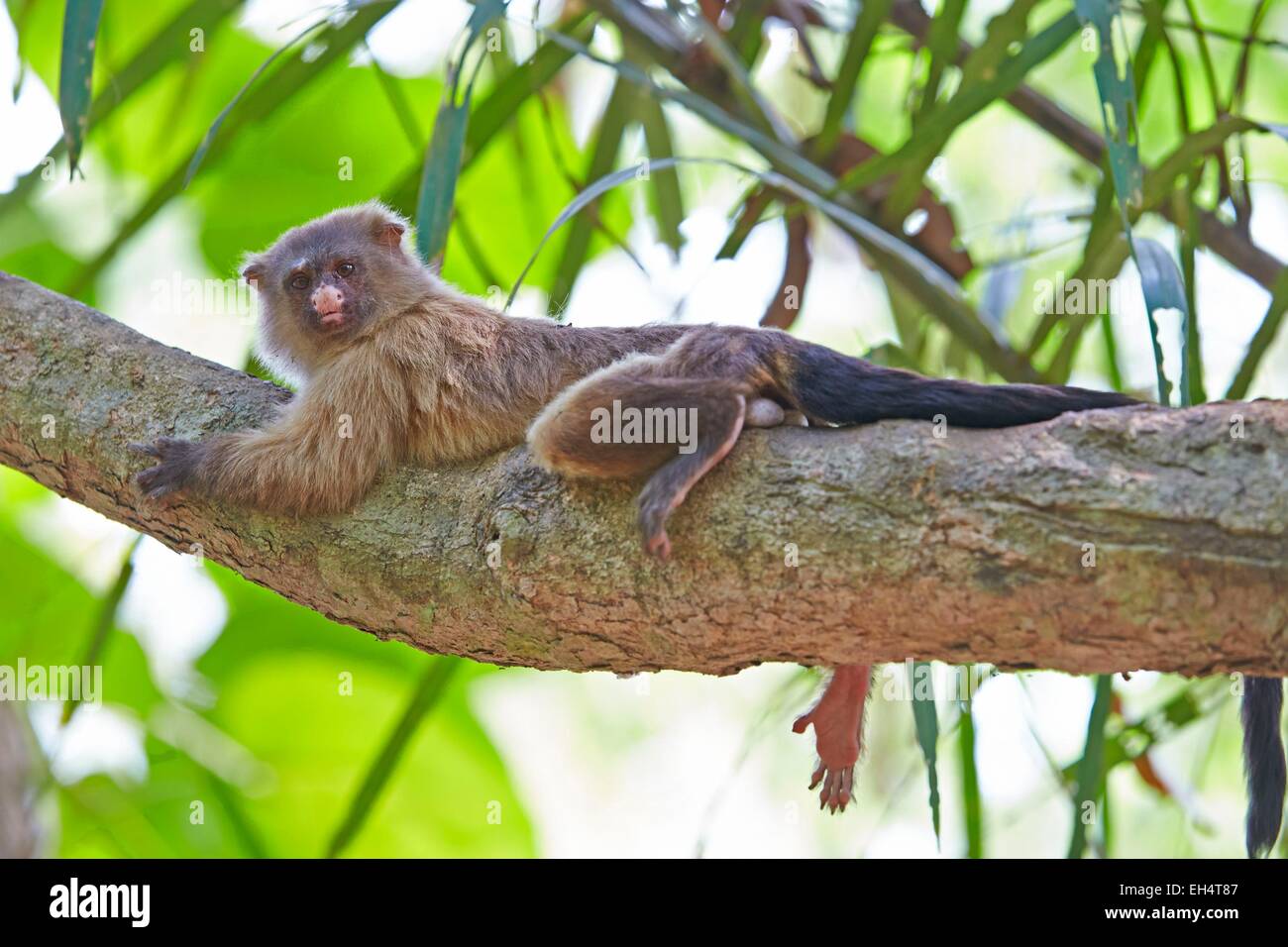 Brazil, Mato Grosso, Pantanal region, Black-tailed marmoset (Mico ...