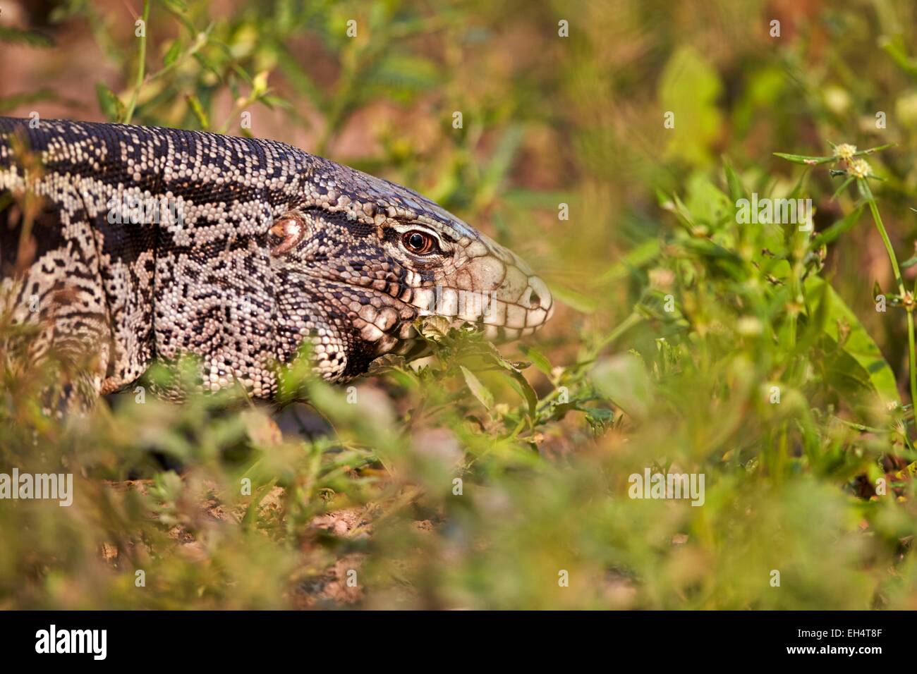 Brazil, Mato Grosso, Pantanal region, Gold tegu, also known as Golden ...