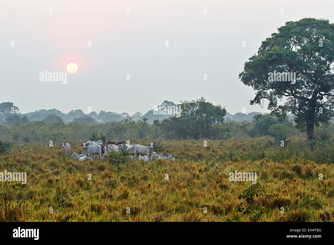 Brazil, Mato Grosso, Pantanal region, group of cows at sunrise Stock ...