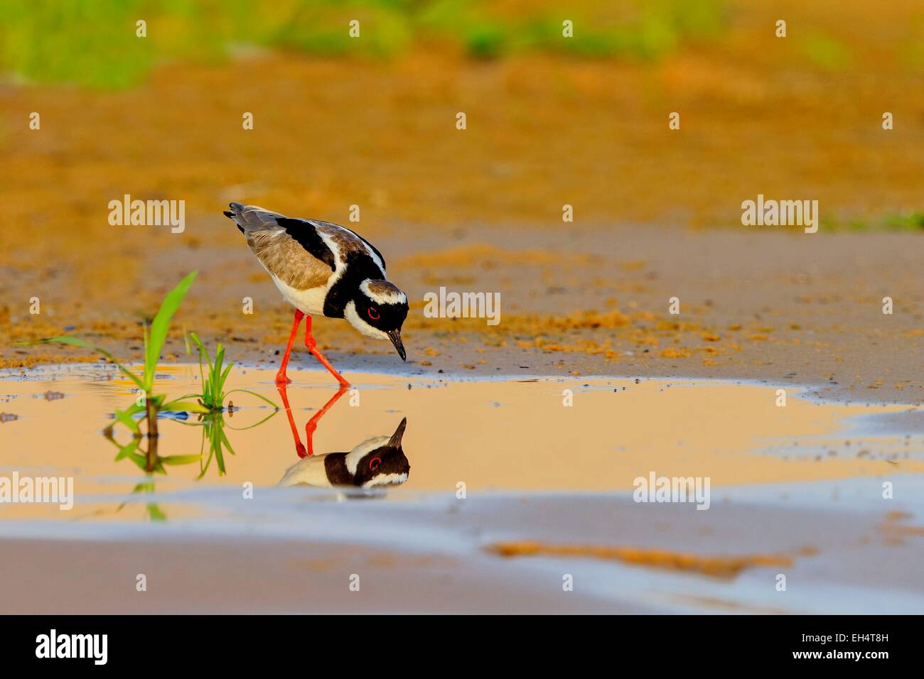 Pied lapwing hi-res stock photography and images - Alamy