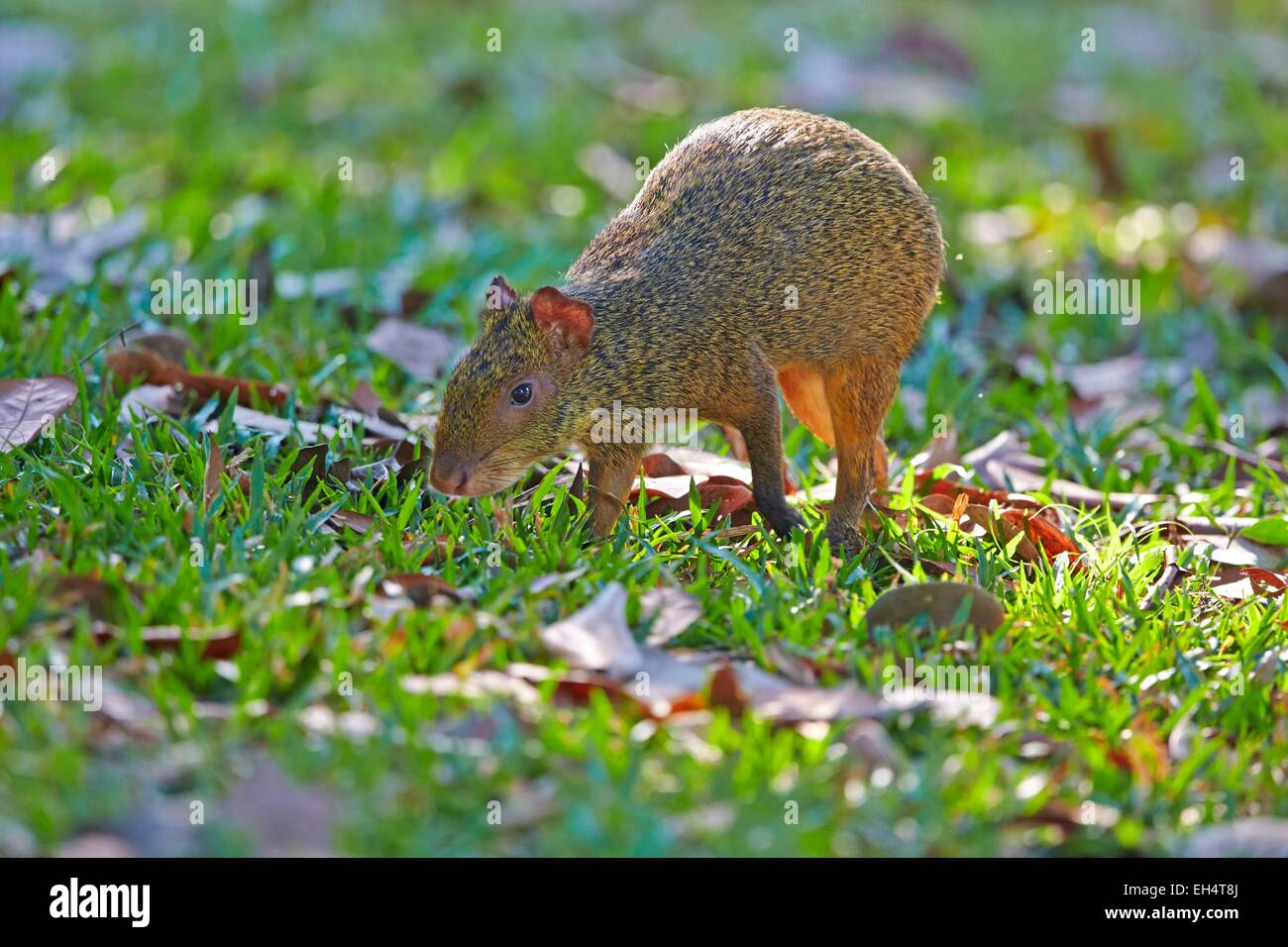 Azaras agouti dasyprocta azarae hi-res stock photography and images - Alamy