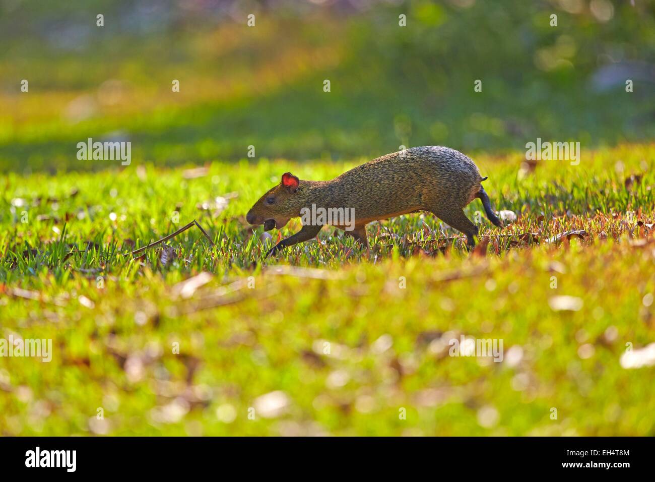 Azaras agouti dasyprocta azarae hi-res stock photography and images - Alamy