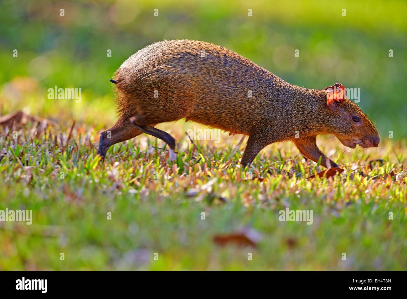 Brazil, Mato Grosso, Pantanal region, Azara's agouti (Dasyprocta azarae ...