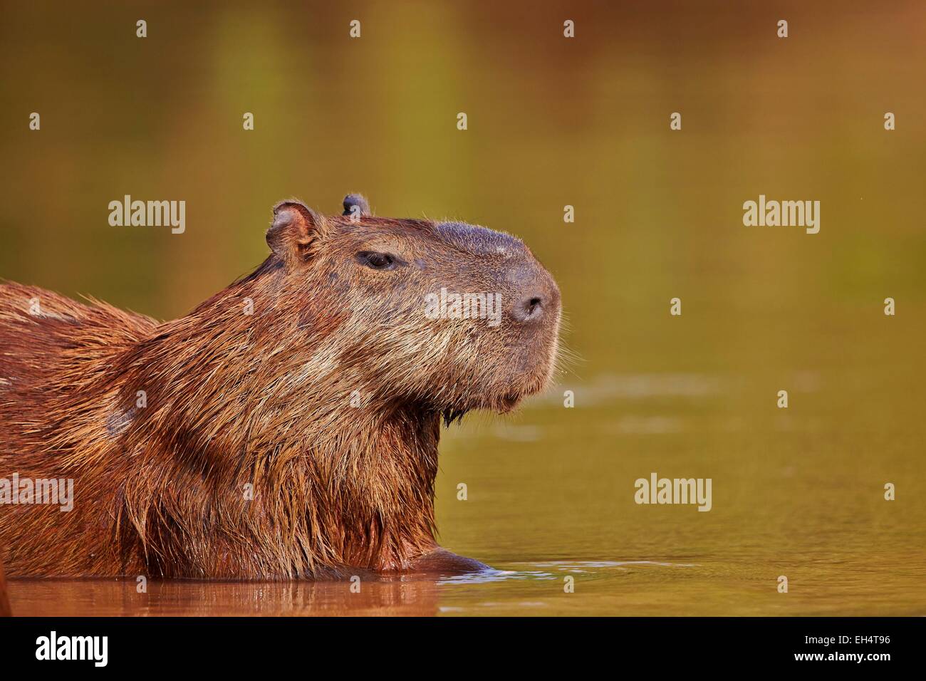 Pantanal capybara brazil hi-res stock photography and images - Alamy
