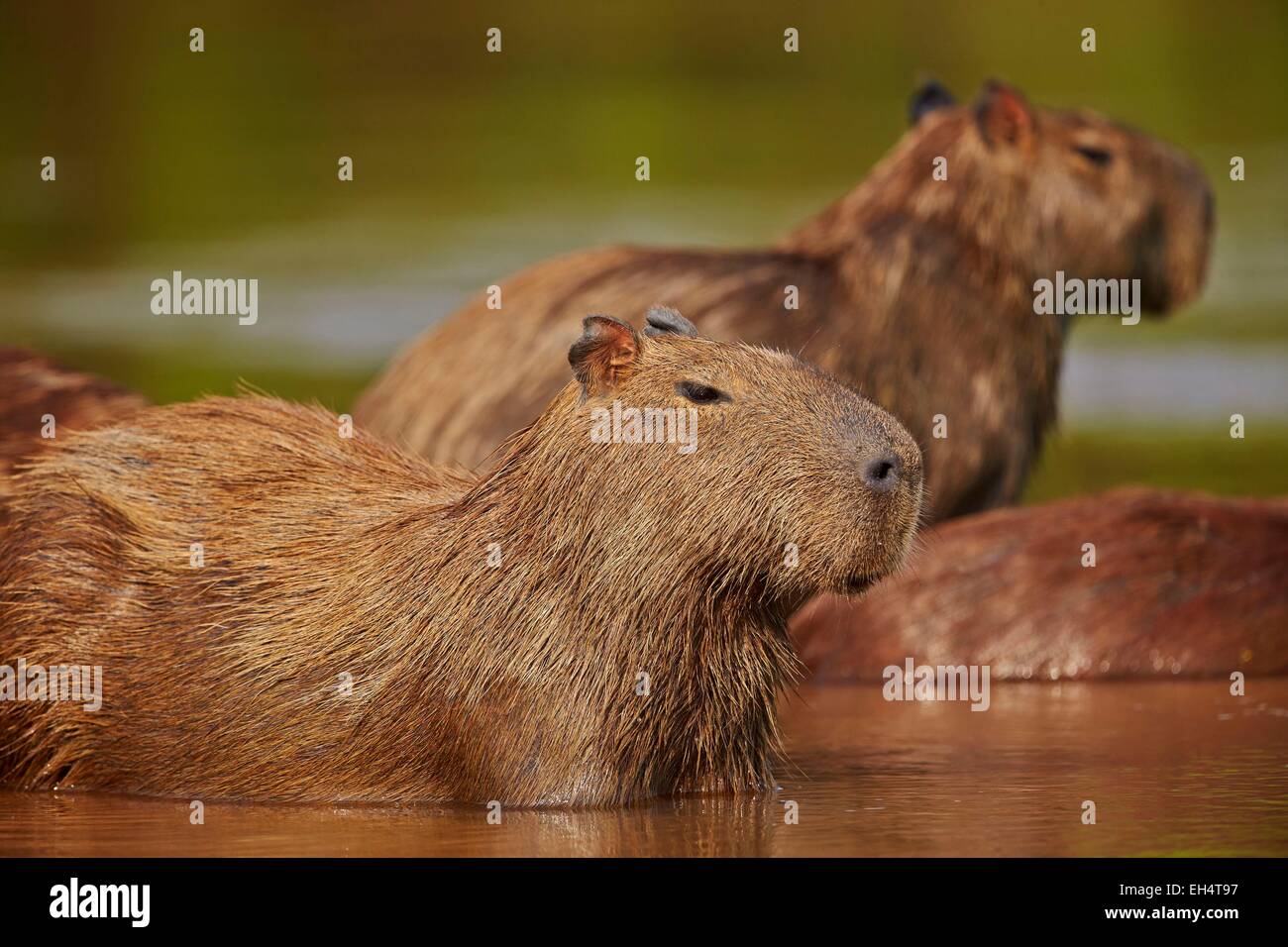 Capybara hi-res stock photography and images - Alamy