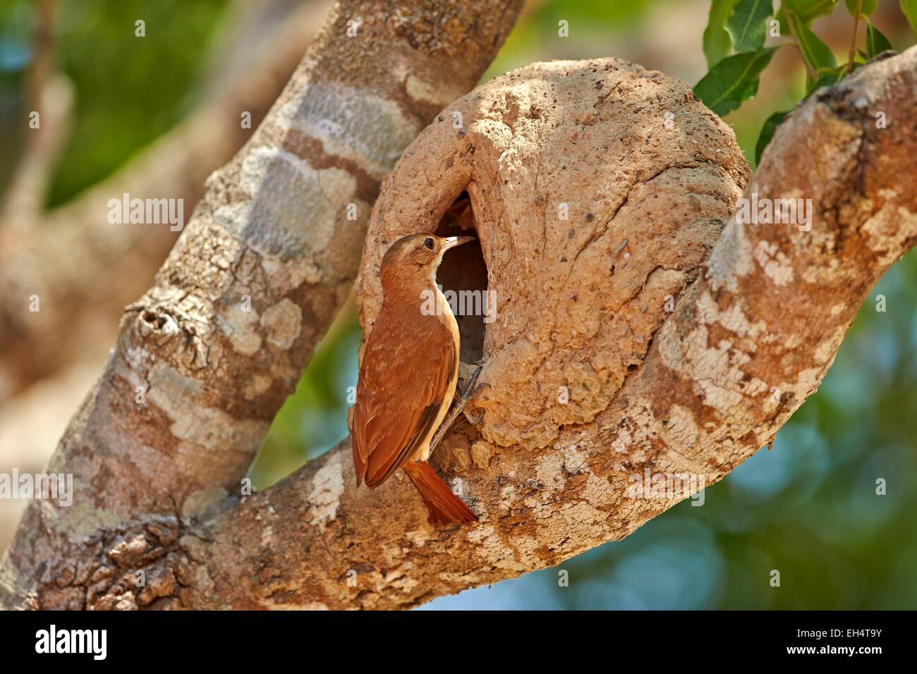 Brazil, Mato Grosso, Pantanal region, Rufous hornero (Furnarius rufus ...