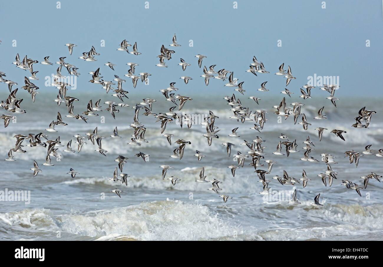 France, Vendee, Notre Dame de Monts, shorebirds, Sanderling (Calidris ...