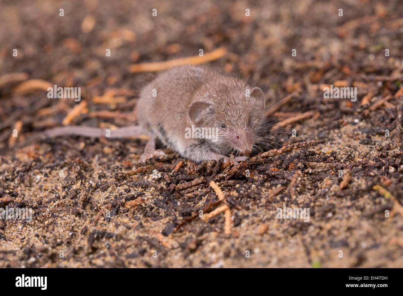 Shrew hi-res stock photography and images - Alamy