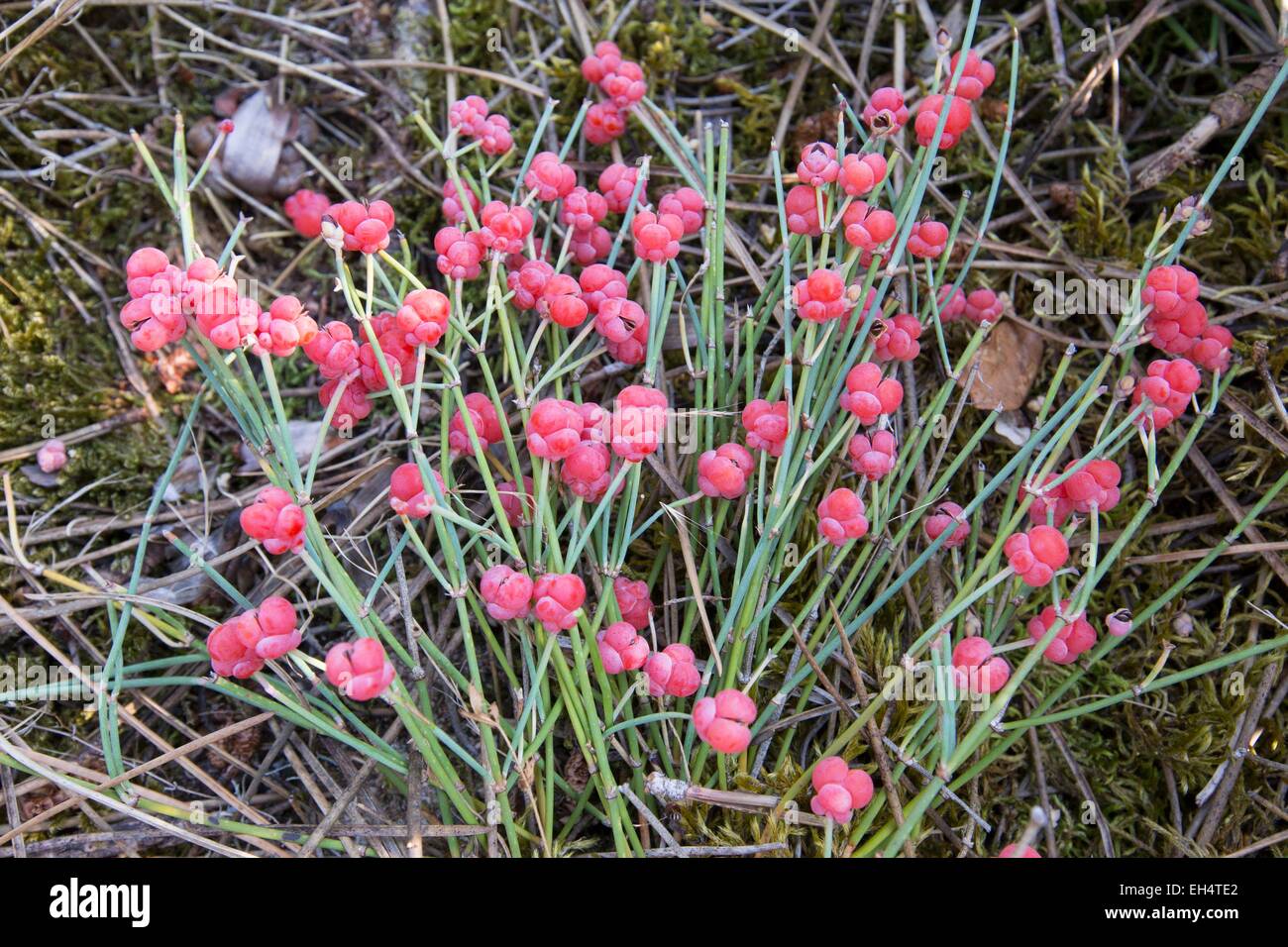 Ephedra flower hi-res stock photography and images - Alamy
